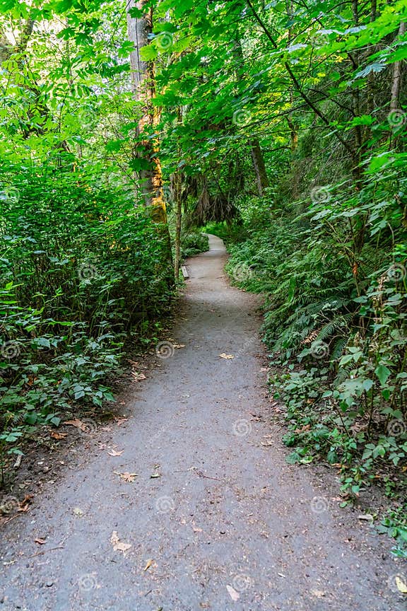 Dash Point Trail 2 stock photo. Image of hiking, nature - 329344054