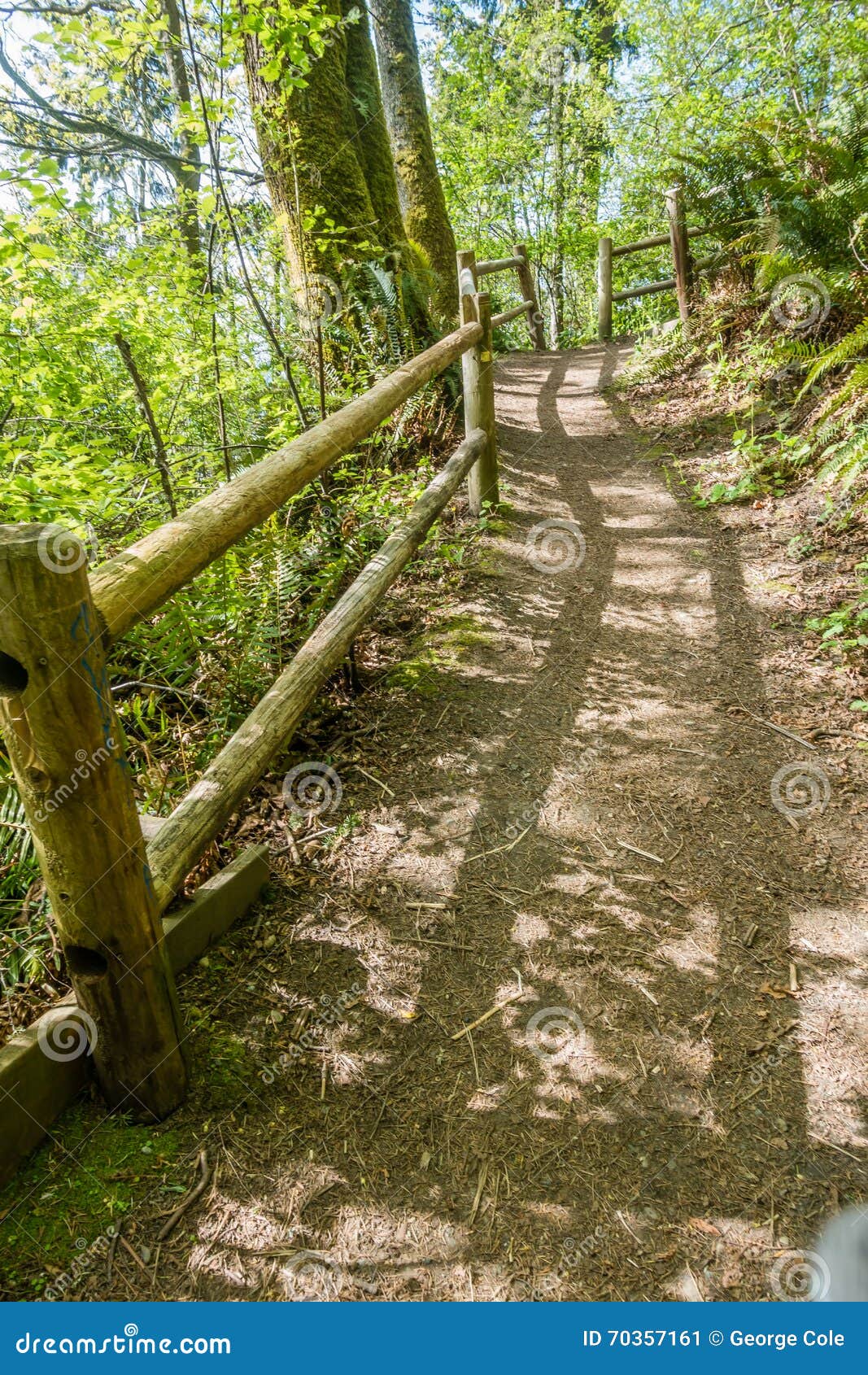 Dash Point Trail stock image. Image of nature, trees - 70357161