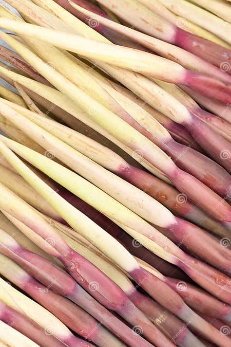 Dasheen flower stems stock photo. Image of copyspace - 19964704