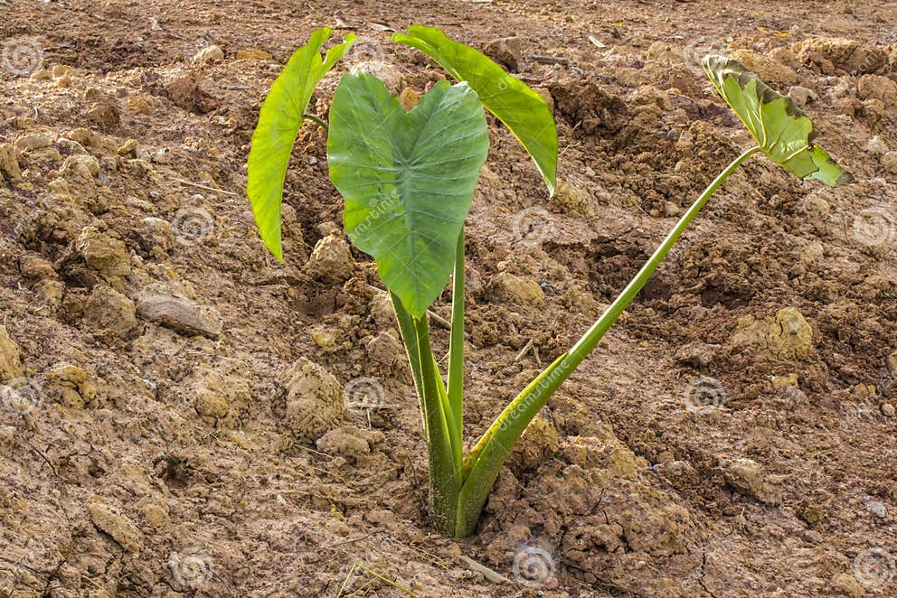 Dasheen or taro tree stock image. Image of root, food - 28115039