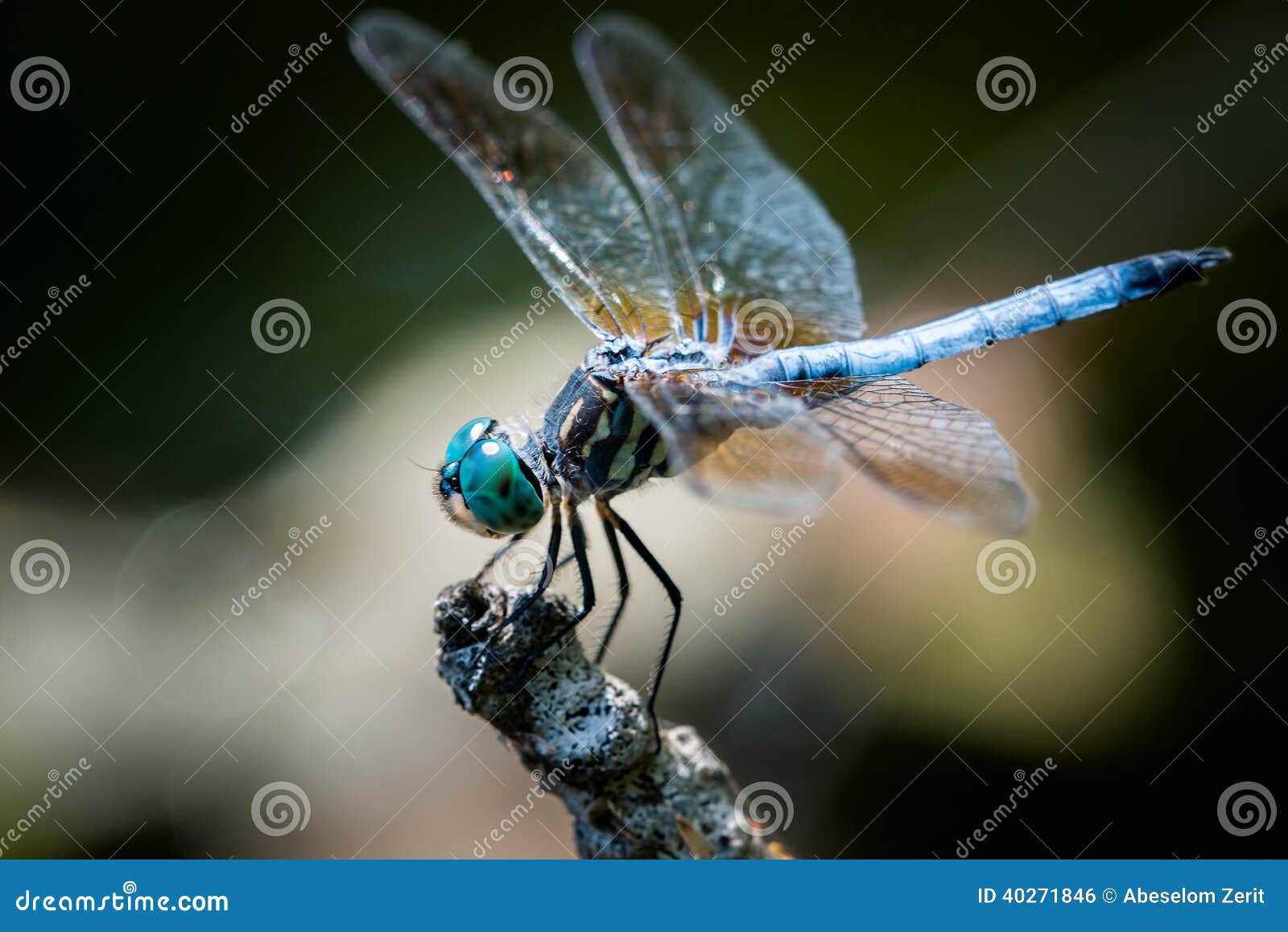 Dasher Azul Sobre Autumn Leaves Foto de archivo - Imagen de azul, cisne ...