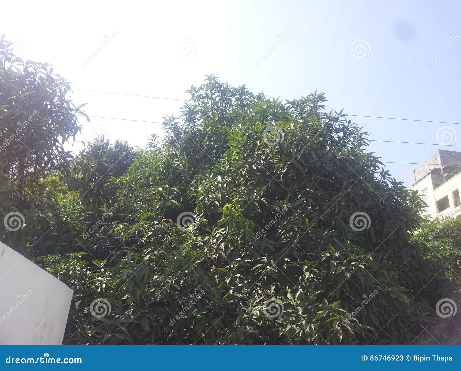 Dashera Mango Tree from India Stock Image - Image of india, mango: 86746923