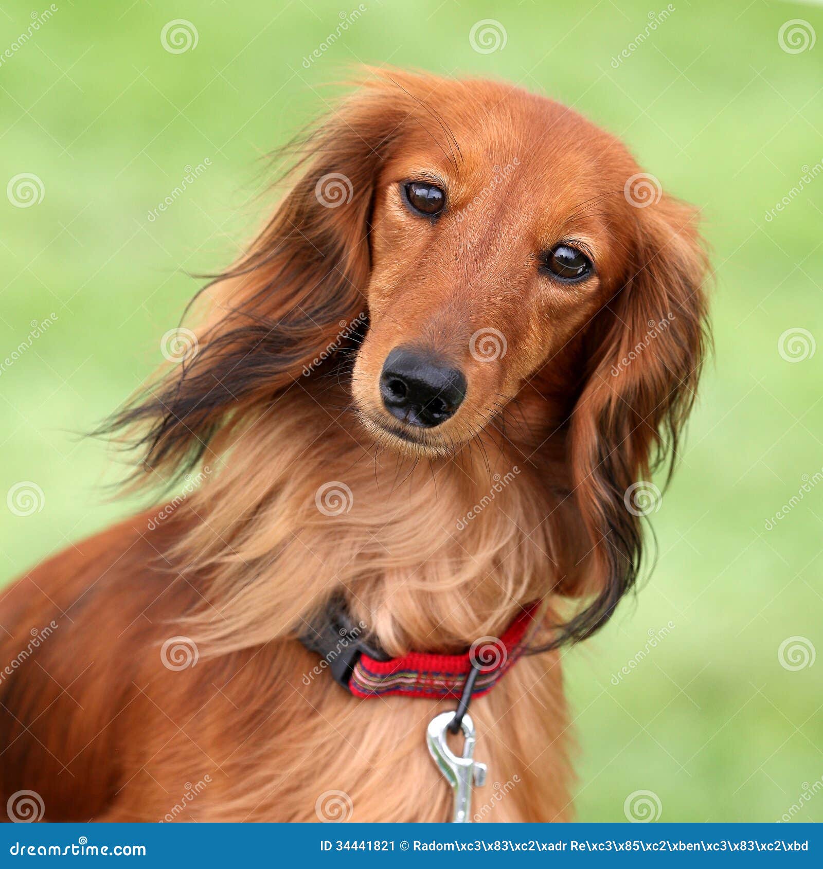 Dashund dog in a garden stock image. Image of meadows - 34441821