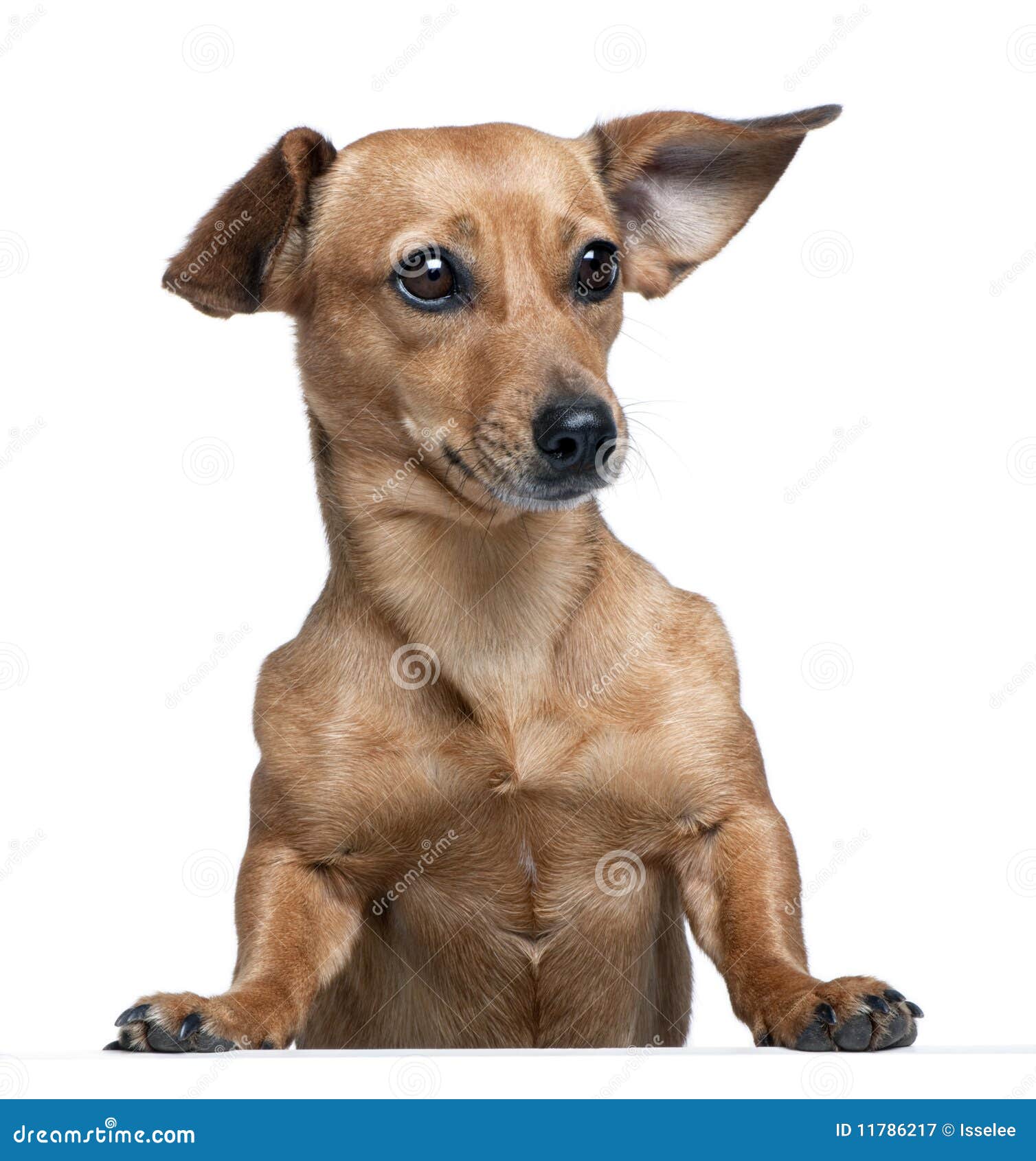 Dashund Stock Photos - Download 44 Royalty Free Photos