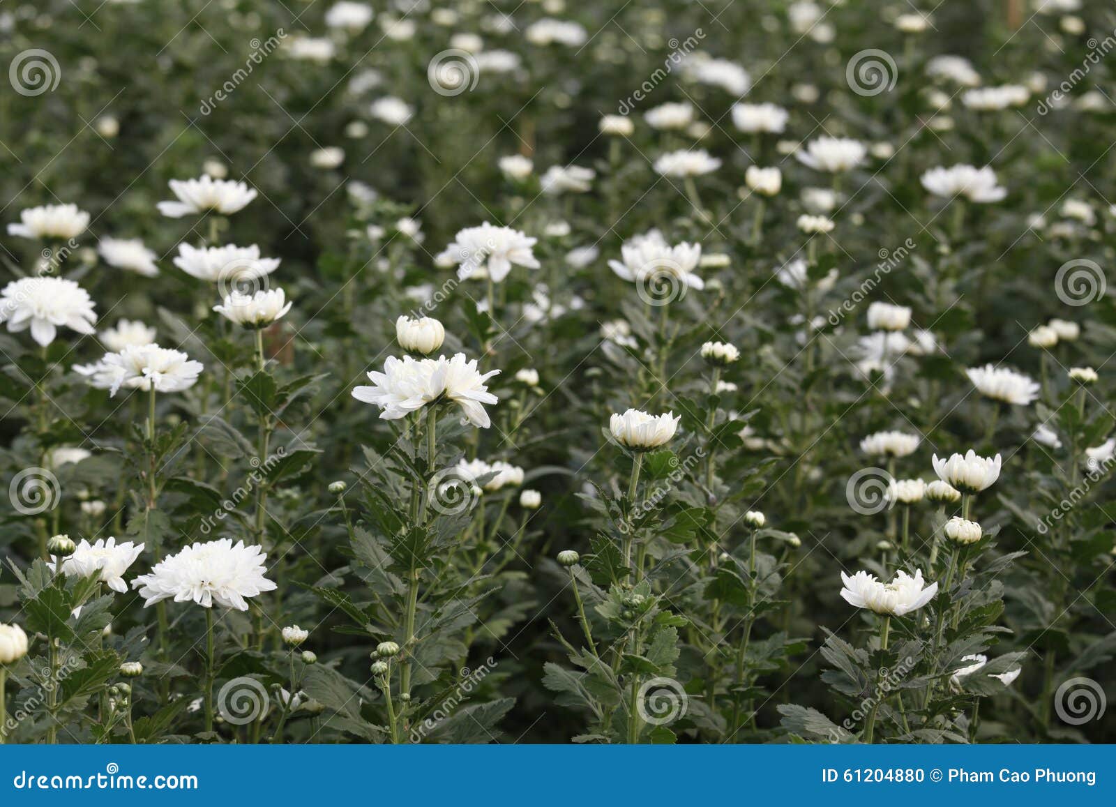 Dasies in the Garden in Autumn Stock Photo - Image of bouquet, garden ...
