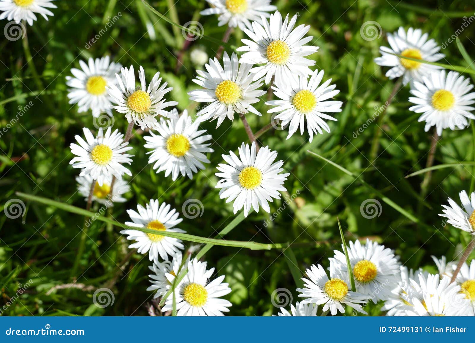 Dasiy stock image. Image of green, summers, flower, collection - 72499131
