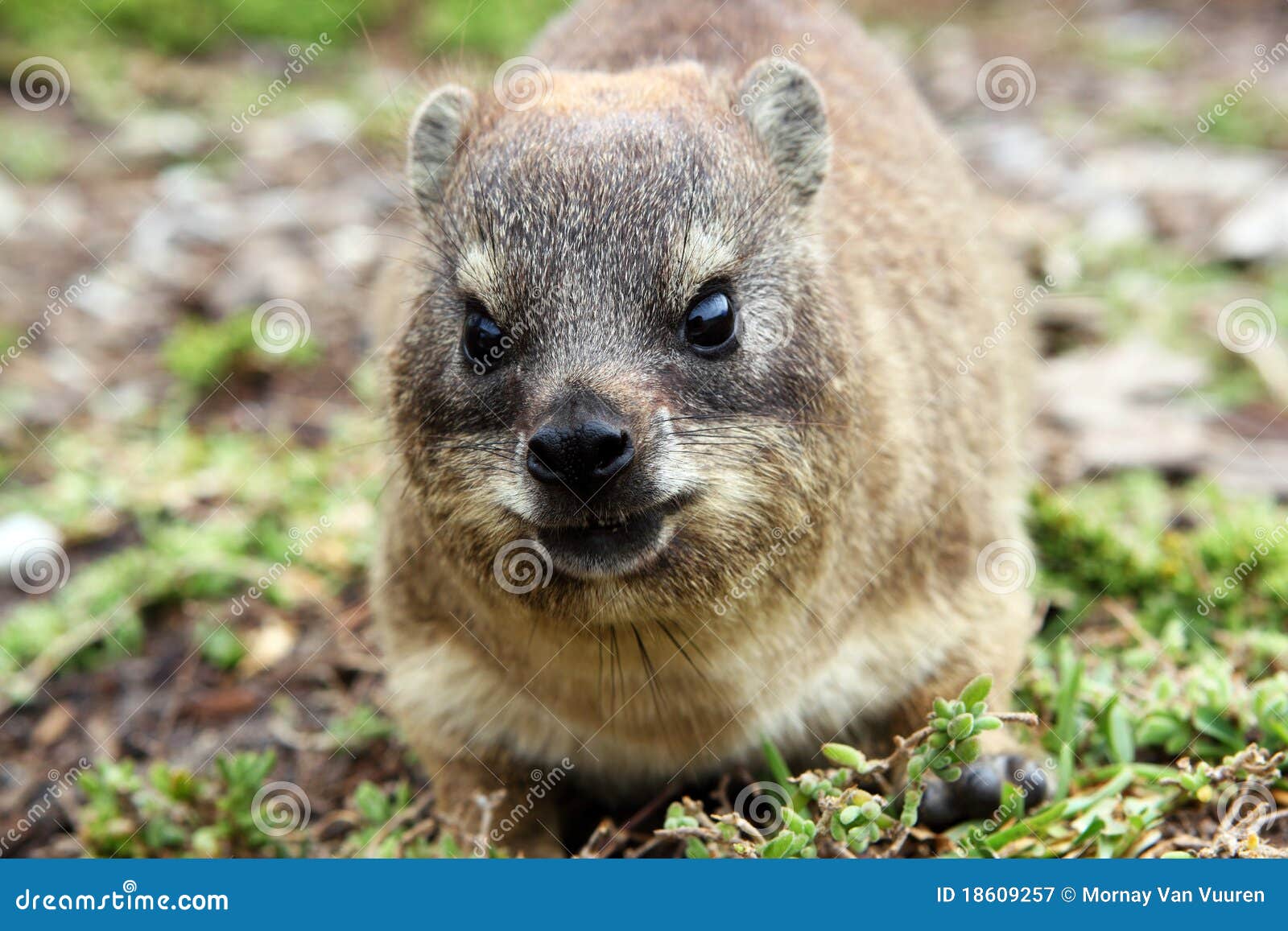 Dassie Rat stock image. Image of mouse, grass, rodent - 18609257