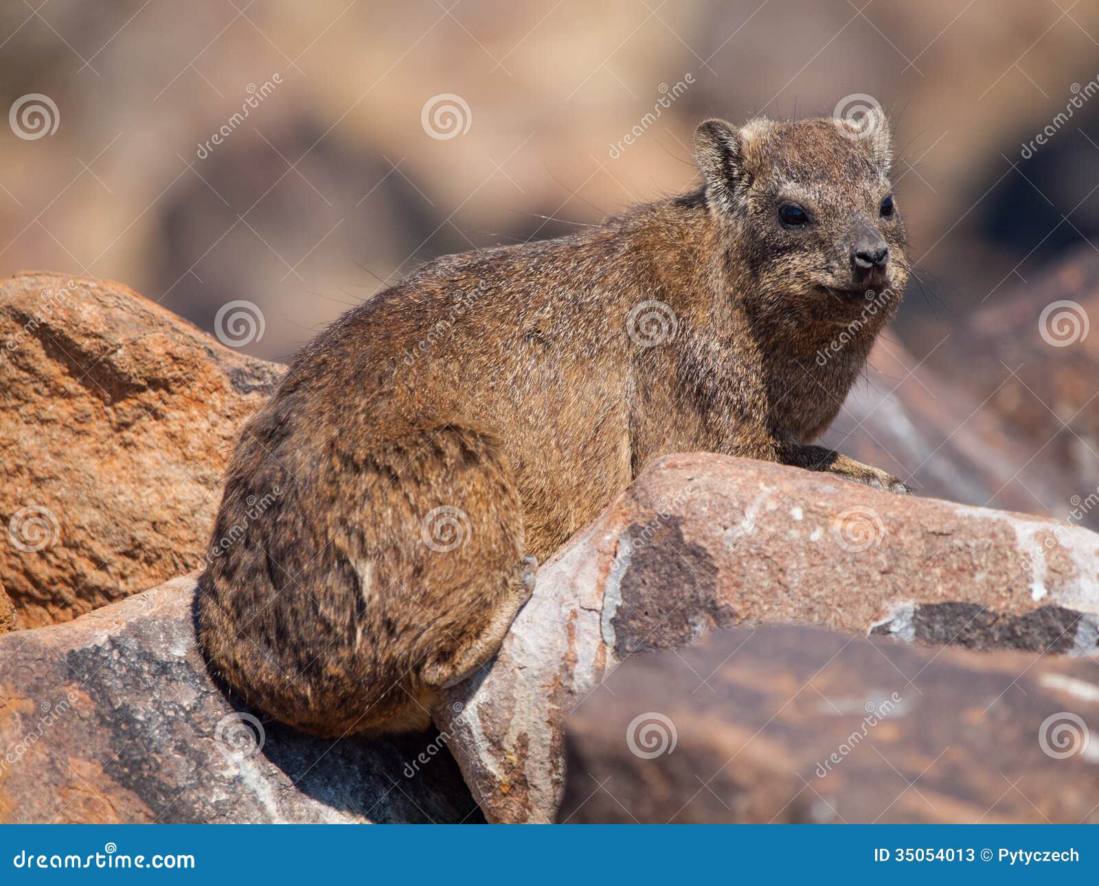 Dassie Rat (Petromus Typicus) Stock Image - Image of alert, pimbi: 35054013