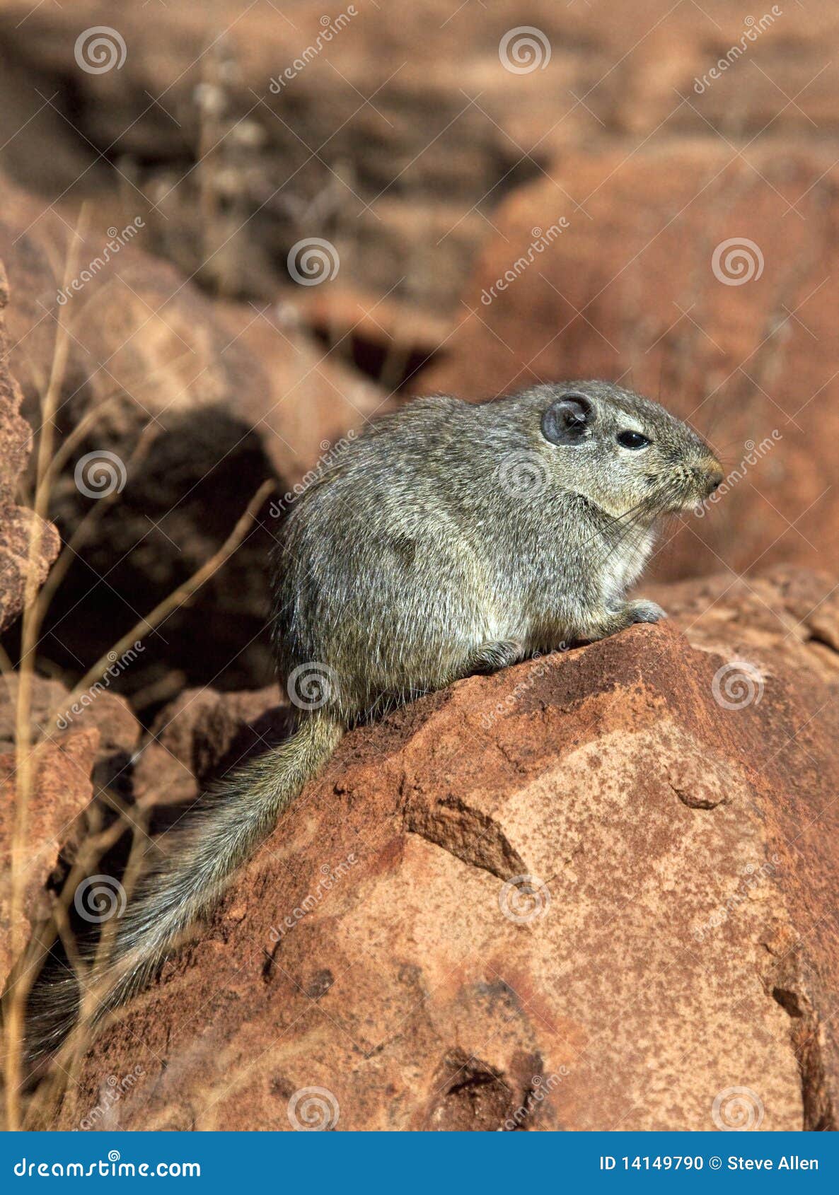 Dassie Rat (Petromys Typicus) - Namibia Stock Photo - Image of africa ...