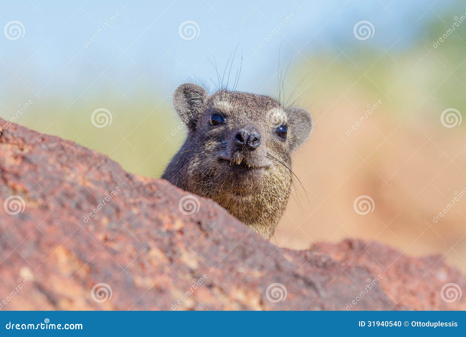 Rock Hyrax (Procavia Capensis). Royalty-Free Stock Photo ...