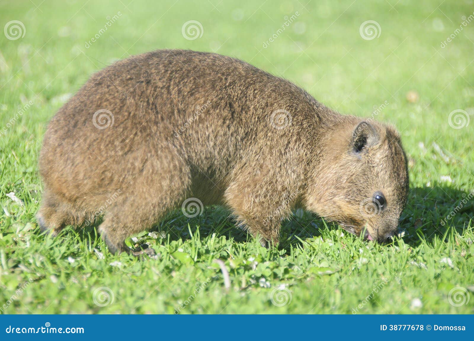 Dassie standing on grass stock photo. Image of hyrax - 38777678