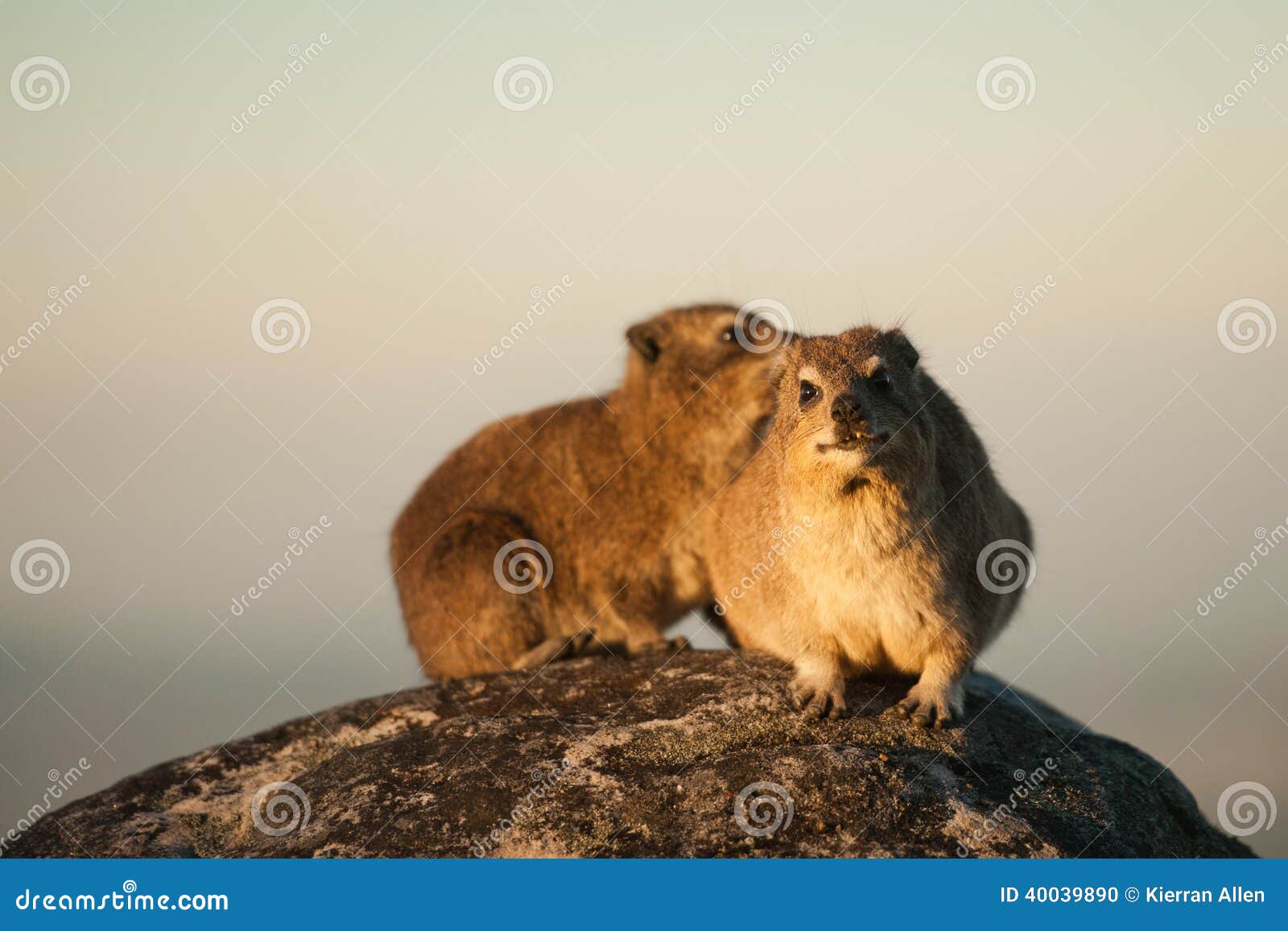Dassies in South Africa stock photo. Image of africa - 40039890