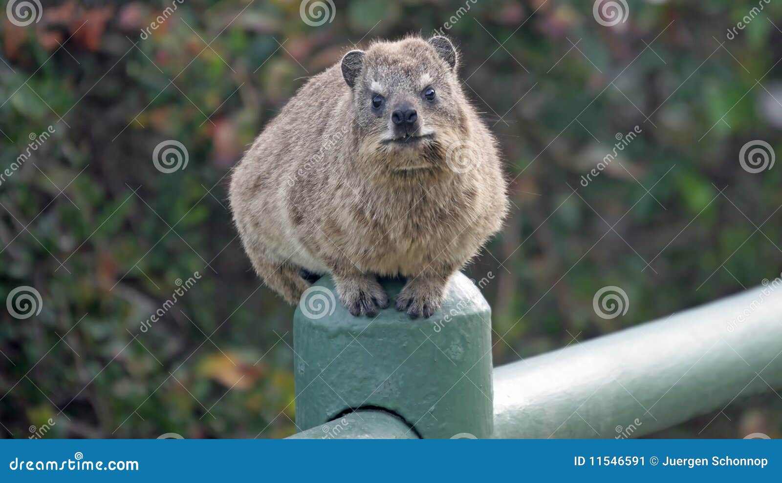 Dassy Using a Fence As an Outpost, South Africa Stock Image - Image of ...