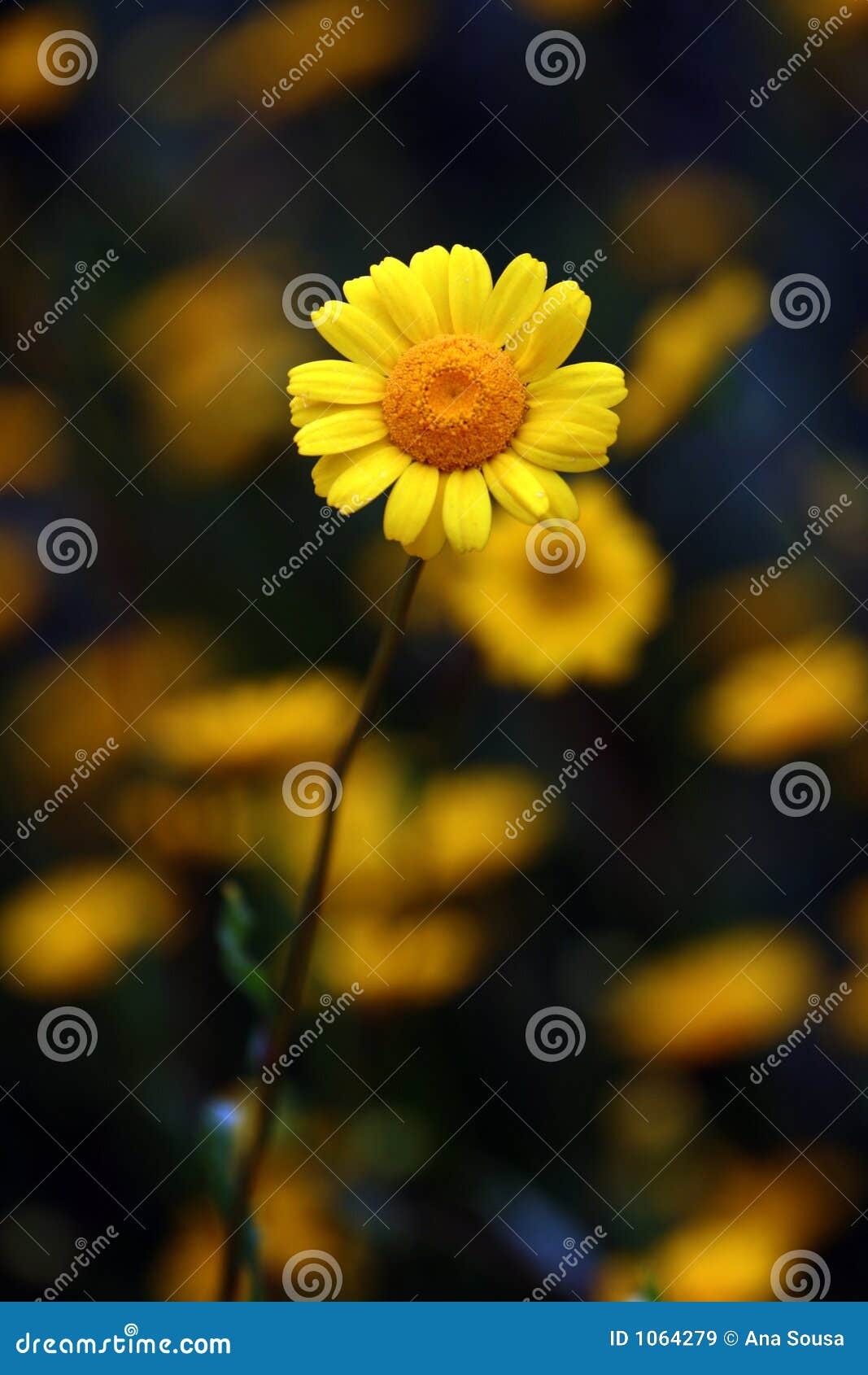 Dasy stock image. Image of macro, nature, botanical, garden - 1064279