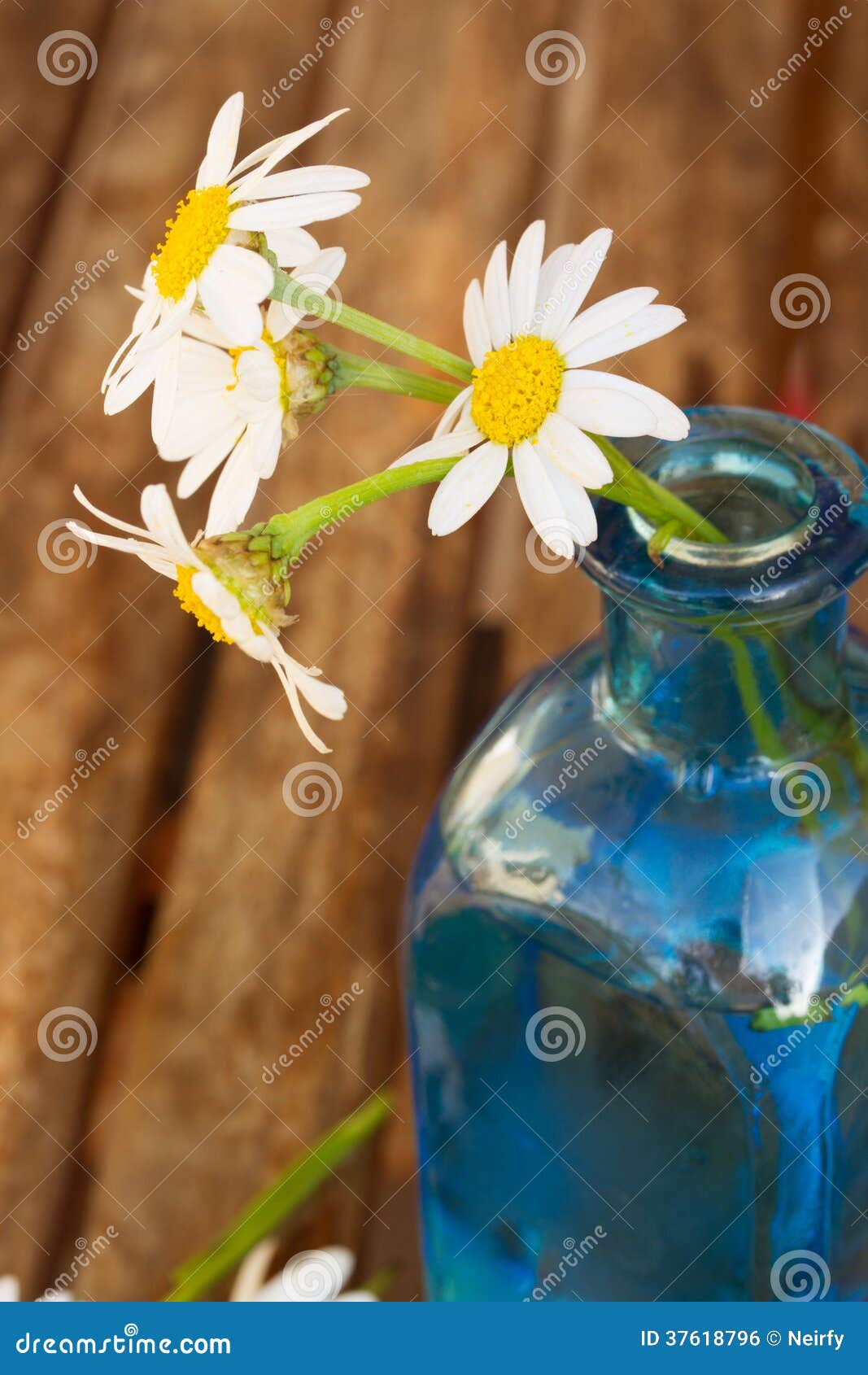 Dasy Flowers Posy in Blue Pot Stock Photo - Image of daisies, flower ...