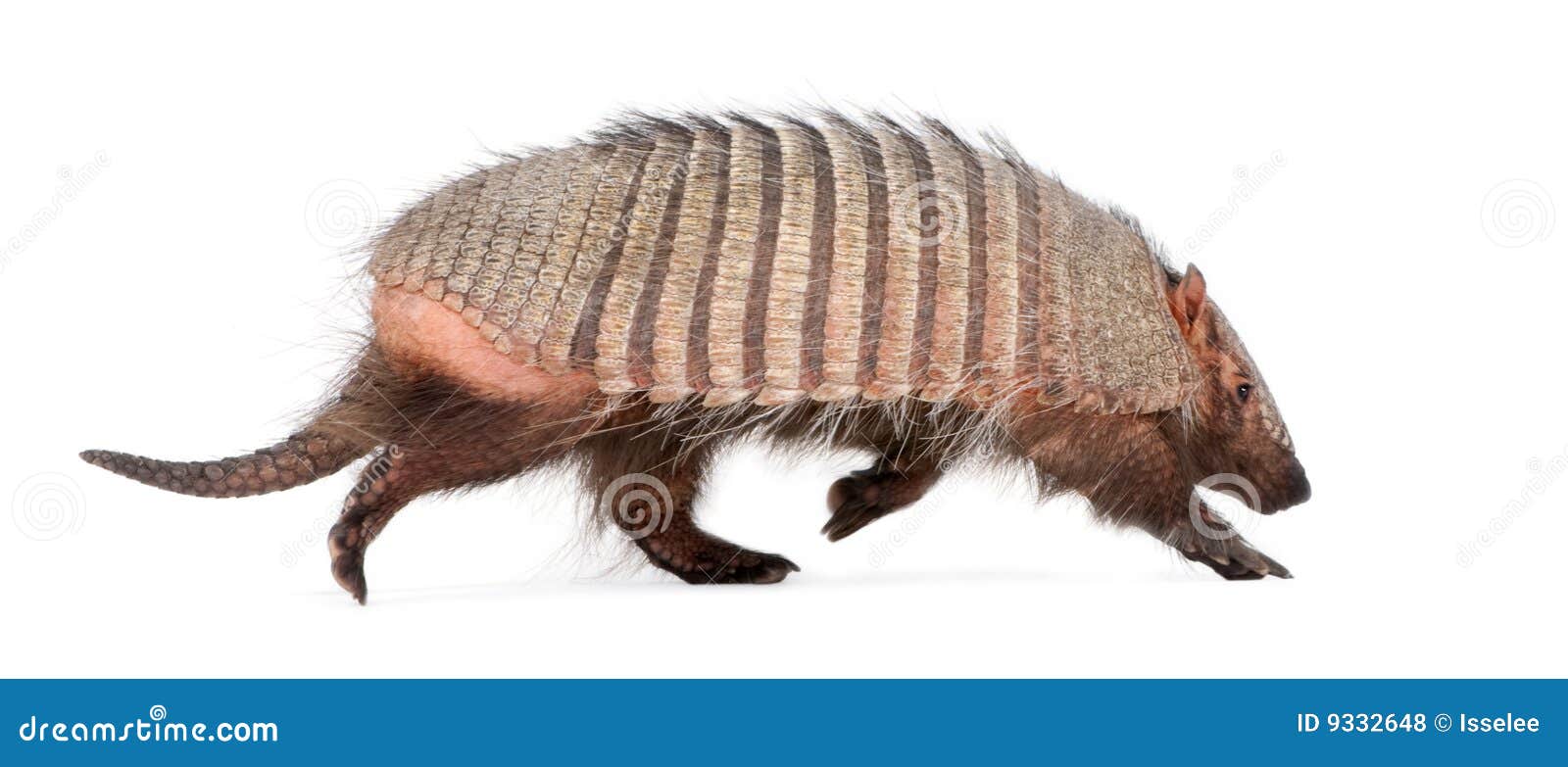 Dasypodidae De Cingulata De Tatou Photo stock - Image du animal, course ...