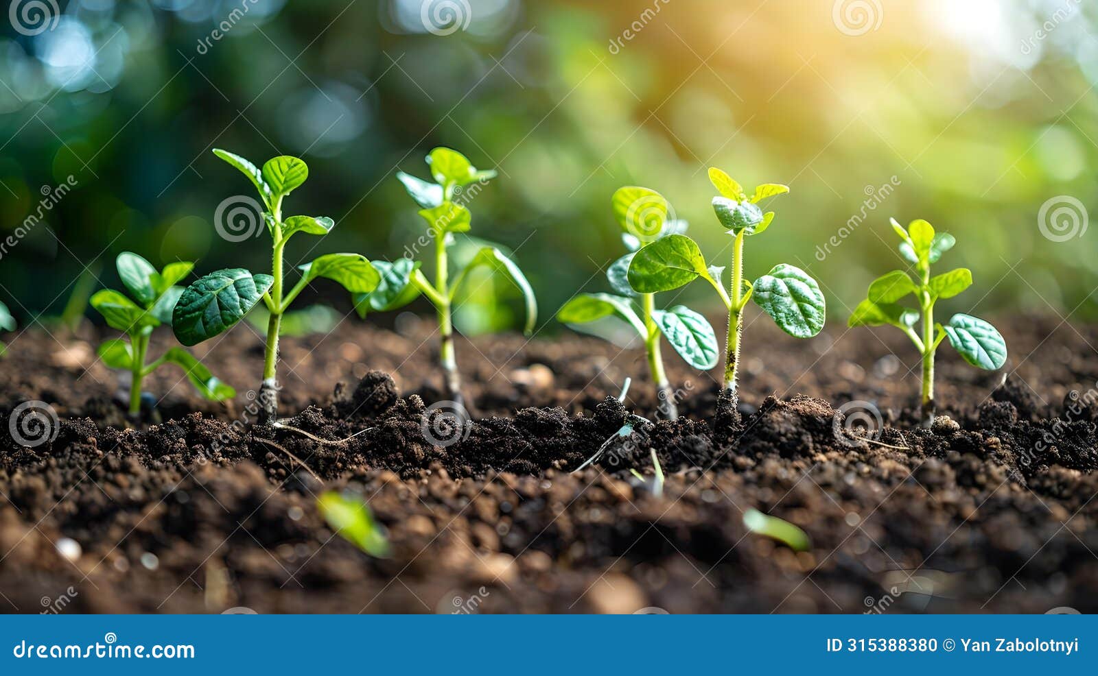 Soil Sensors Linked To Automated Irrigation Systems Ensuring Plants ...