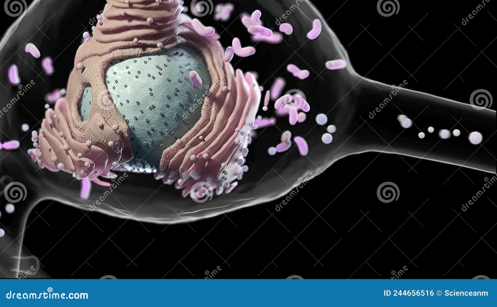 Data Exchange of Neurons , a Specialized Cell Transmitting Nerve ...