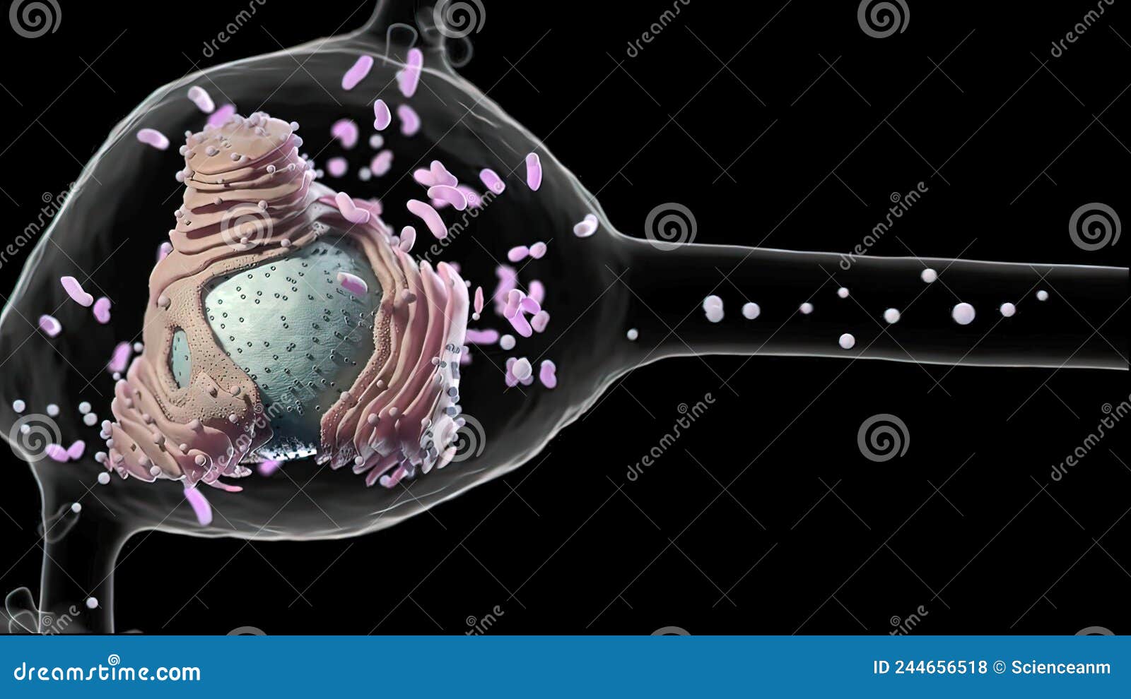 Data Exchange of Neurons , a Specialized Cell Transmitting Nerve ...