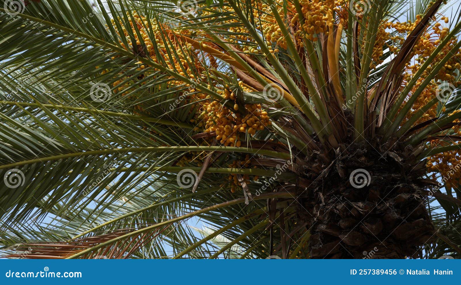 Data Ou Data Da Palmeira Phonix Dactylifera Foto de Stock - Imagem de ...