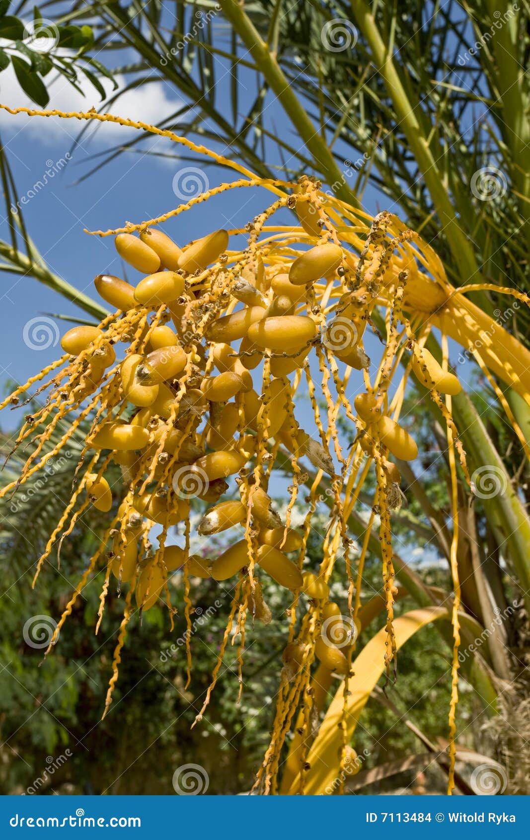 Date cluster stock photo. Image of leaf, green, cluster - 7113484