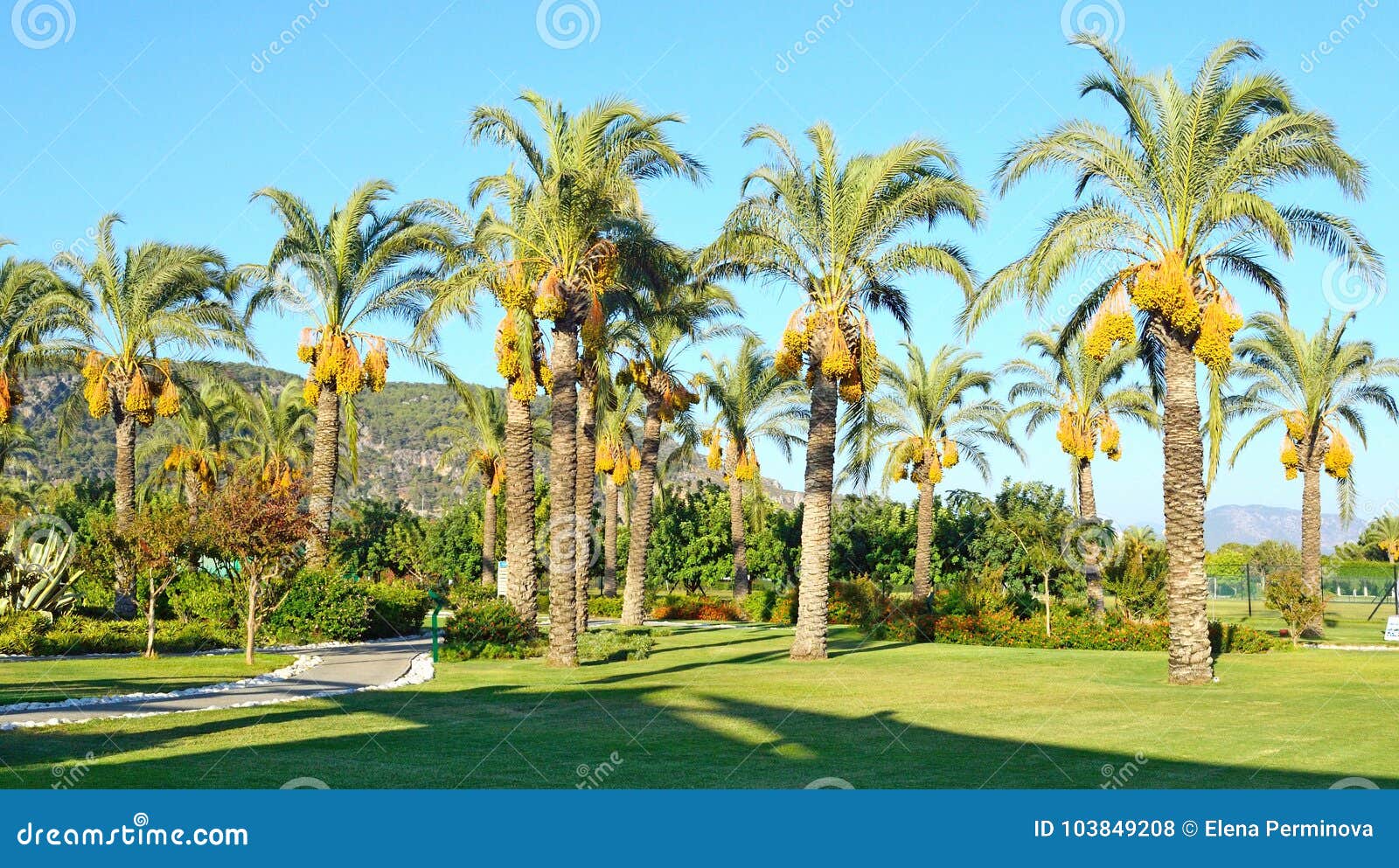 Palm Trees in the Landscape Design of Public Space Stock Photo - Image ...