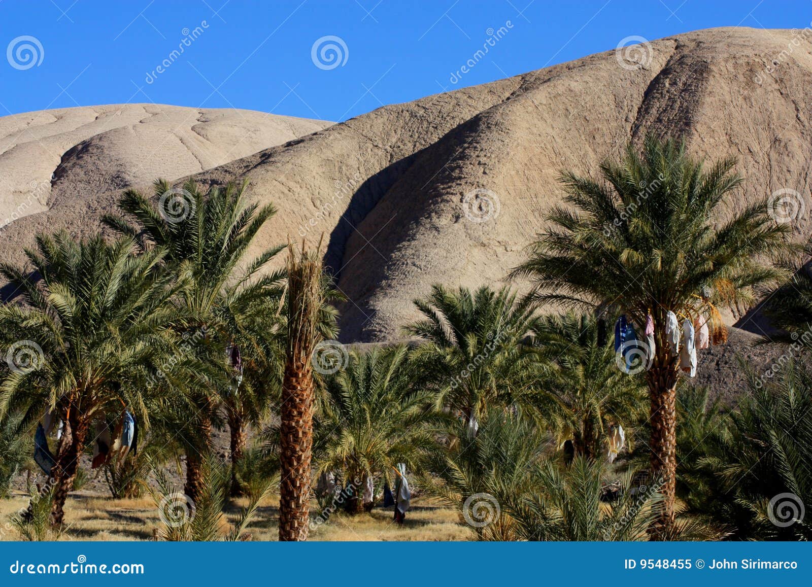 Date Farm stock image. Image of farm, crops, nature, natural - 9548455