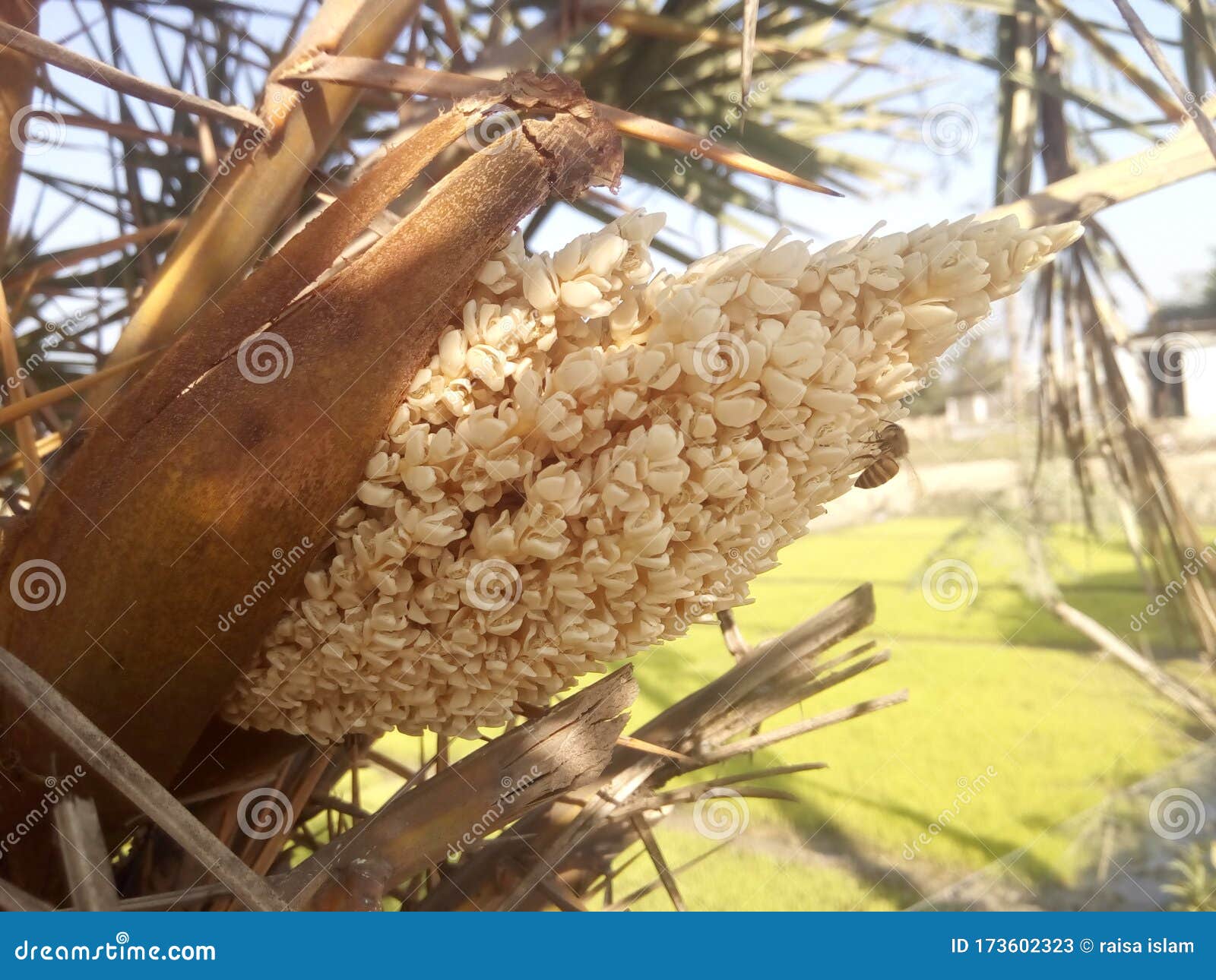 Date flowersðŸ˜Š stock image. Image of bloomy, flowers - 173602323