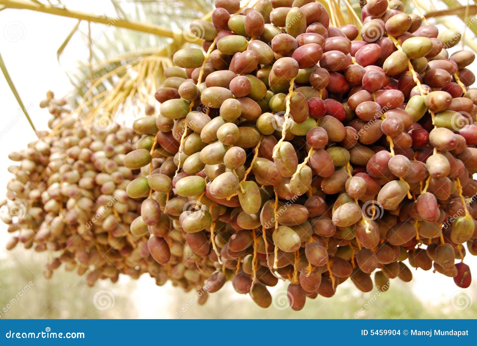 Date fruit stock photo. Image of middle, rich, dhabi, tree - 5459904