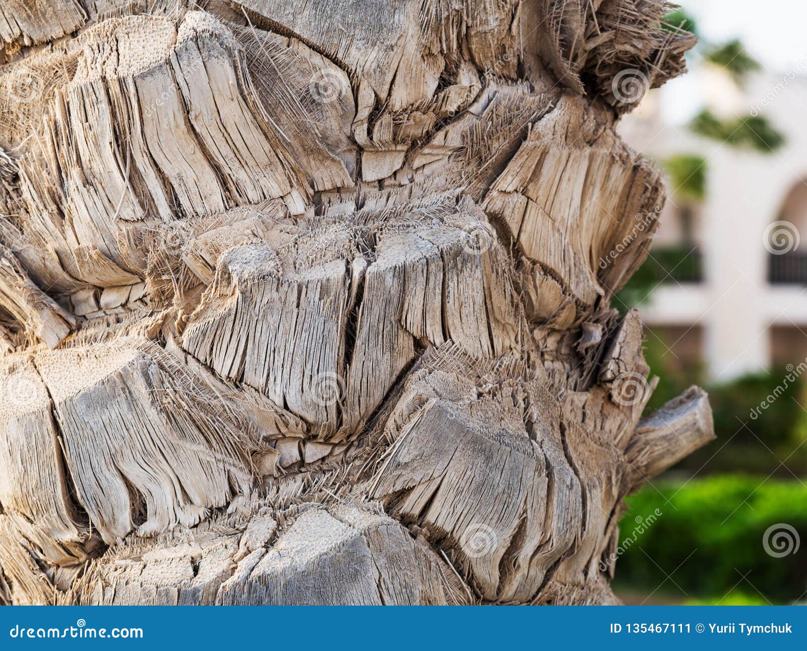Date Fruit Palm Tree Trunk Texture, Macro Stock Image - Image of ...