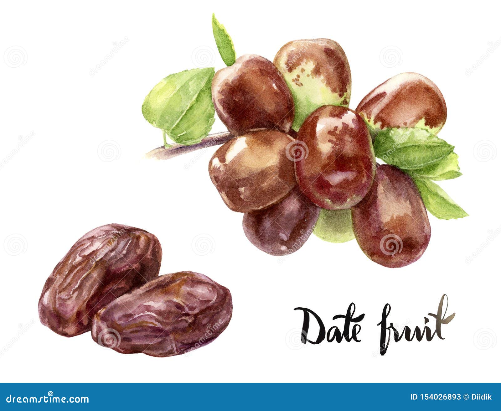 Date Fruit Watercolor Isolated on White Background Stock Illustration ...