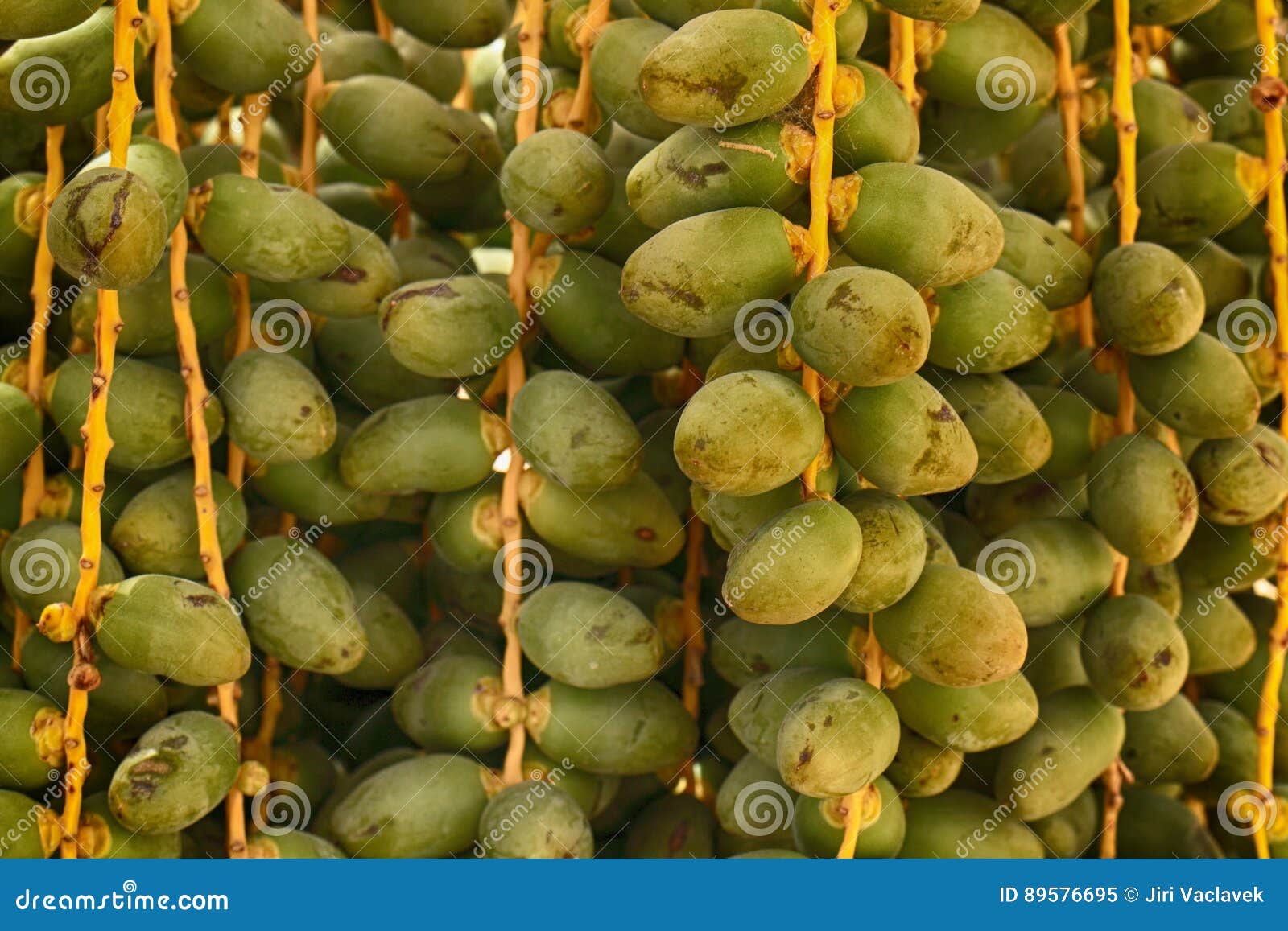 Date fruits texture stock image. Image of specific, texture - 89576695