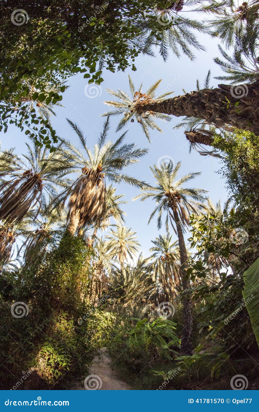 The date grove stock photo. Image of food, harvest, palm - 41781570