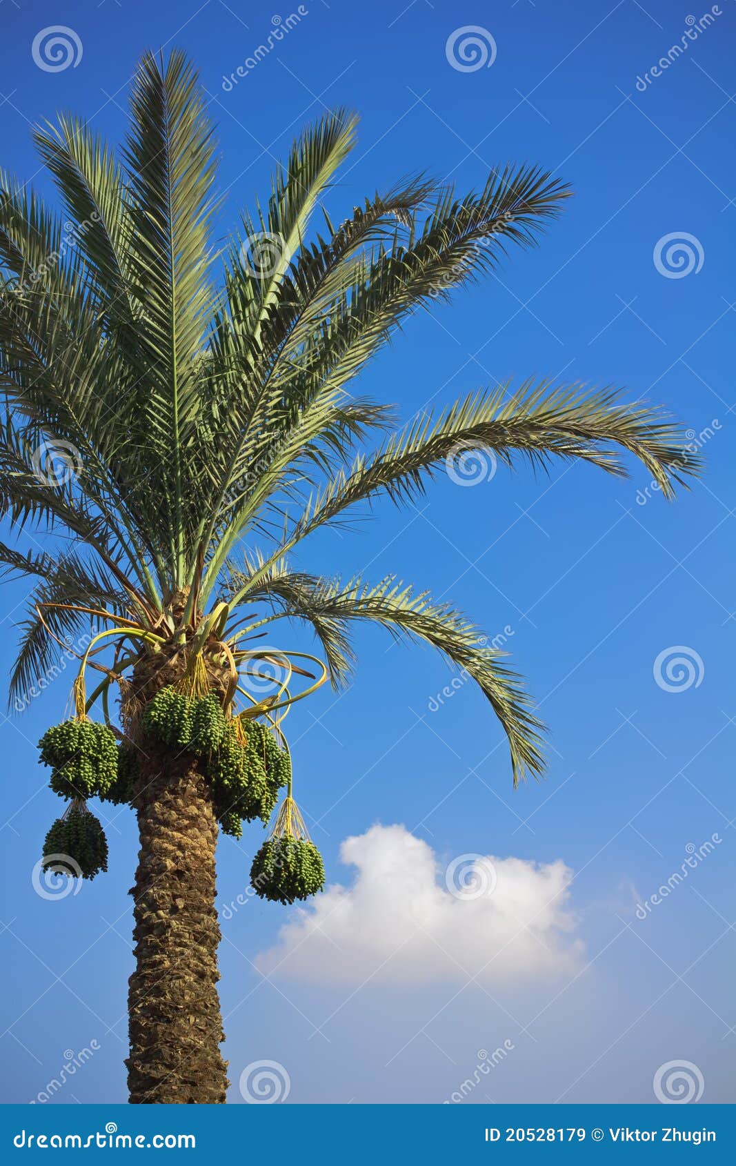 Date Palm Trees Stock Image | CartoonDealer.com #46802197