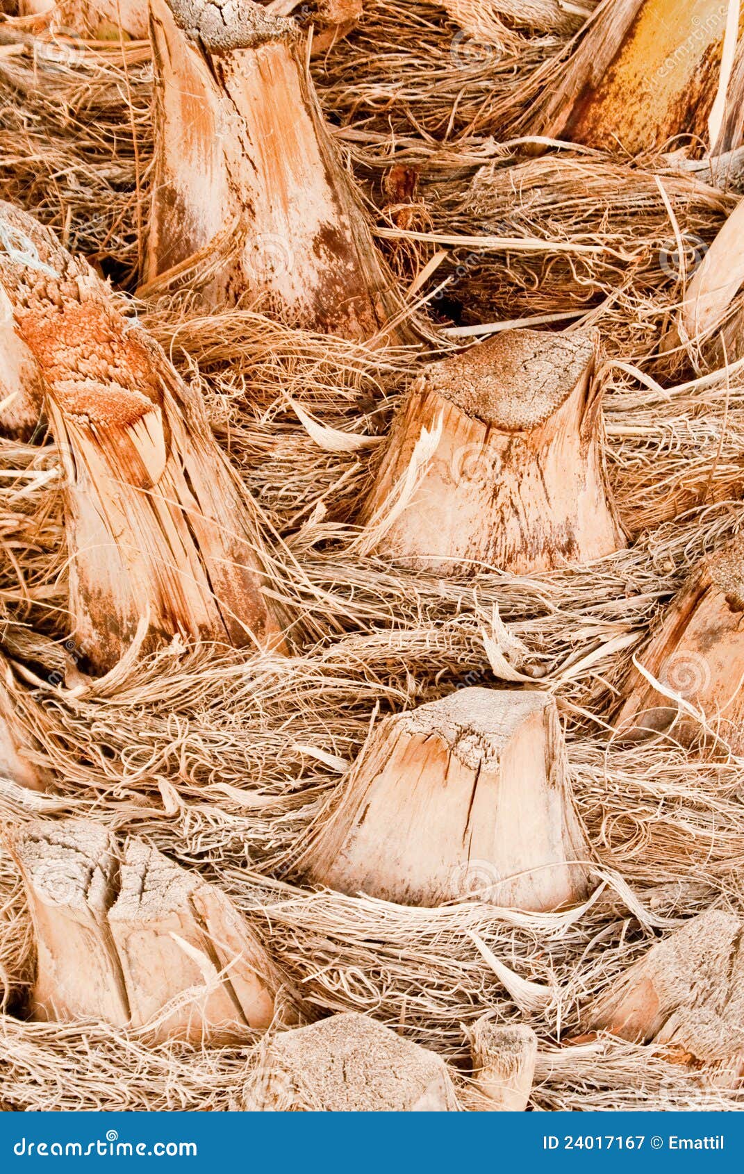 Date Palm Bark stock image. Image of tropical, date, fiber - 24017167