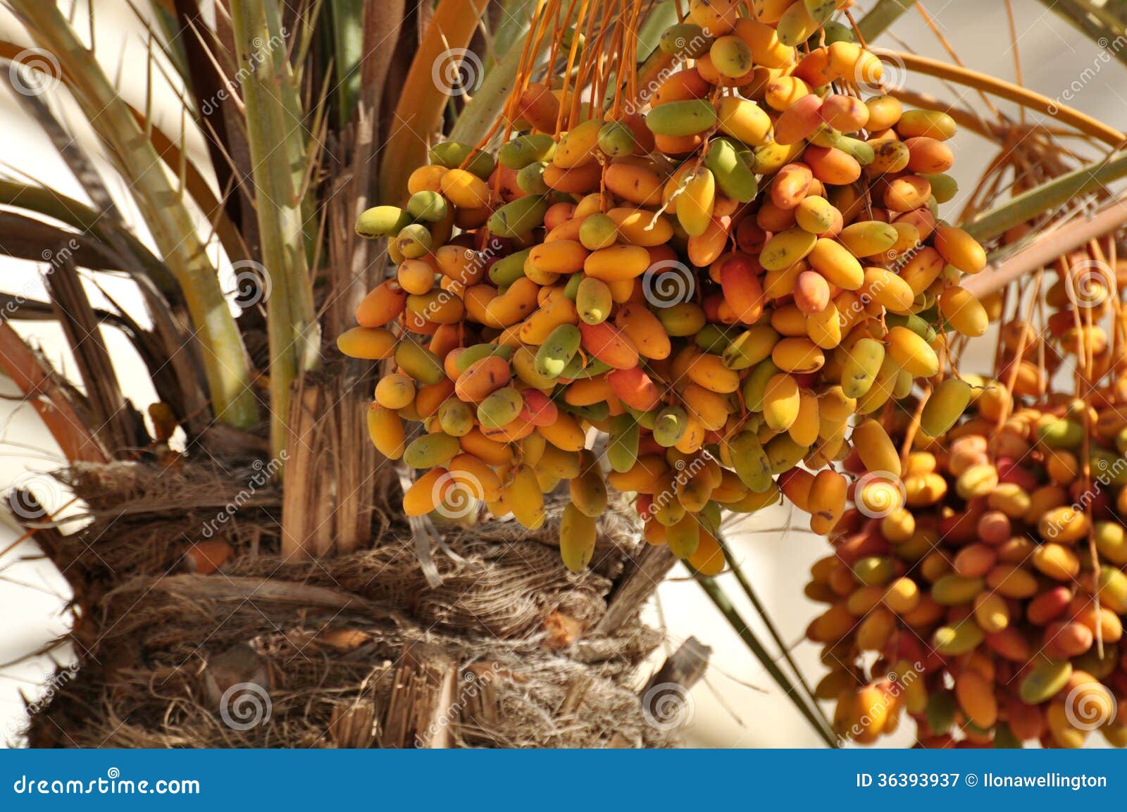 Date palm stock image. Image of growth, fruit, harvest - 36393937