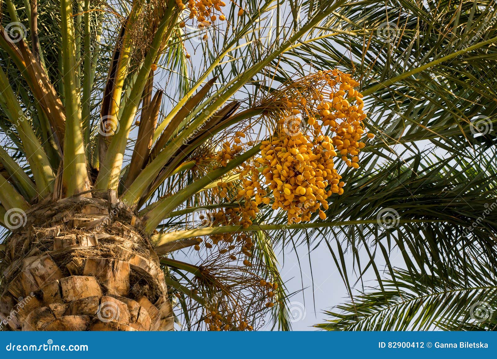 Date Palm with Bunches of Orange Dates, Stock Photo - Image of healthy ...