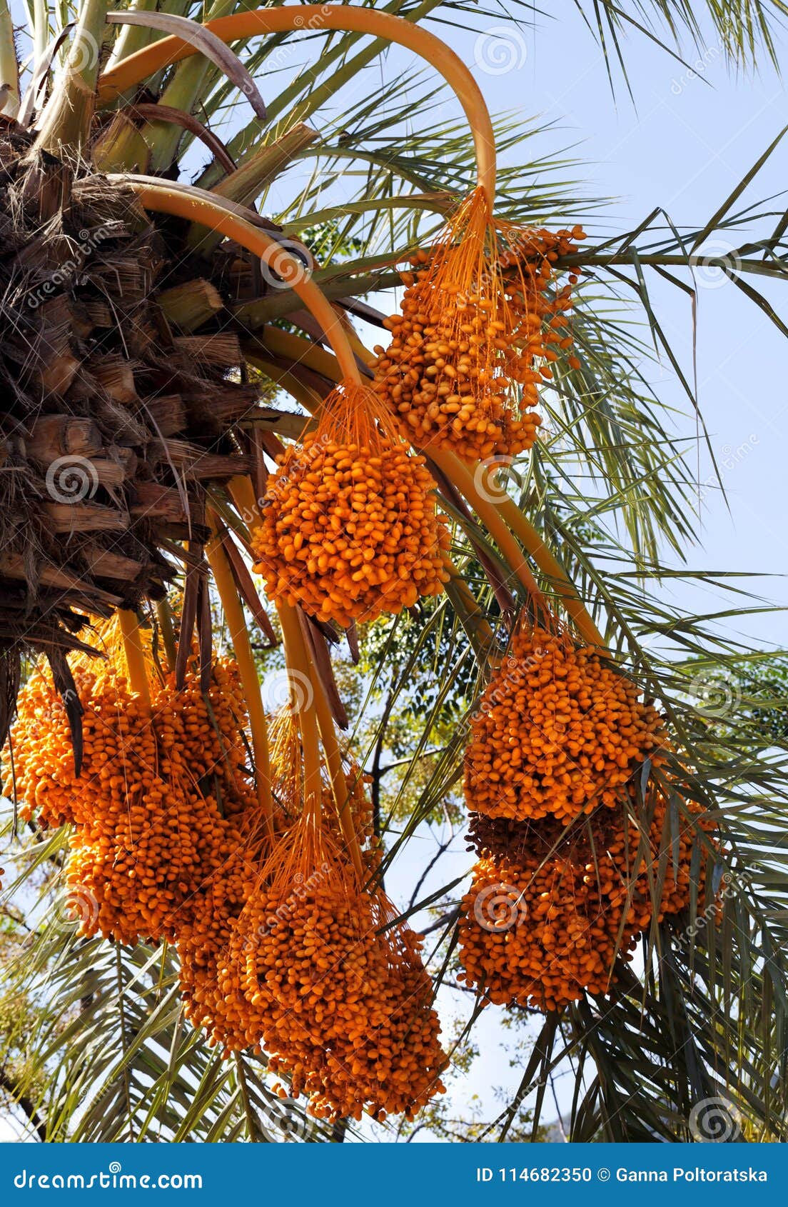 Date Palm with Bunches of Ripening Fruit Stock Photo - Image of bark ...