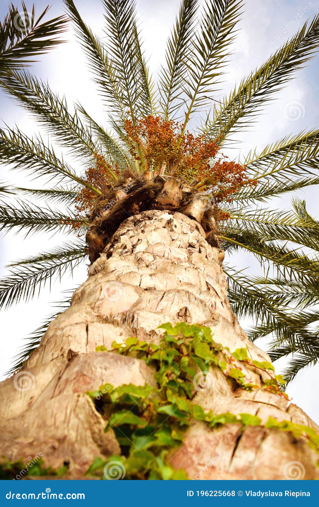 Date Palm with Dates on Branches, Bottom View Stock Photo - Image of ...