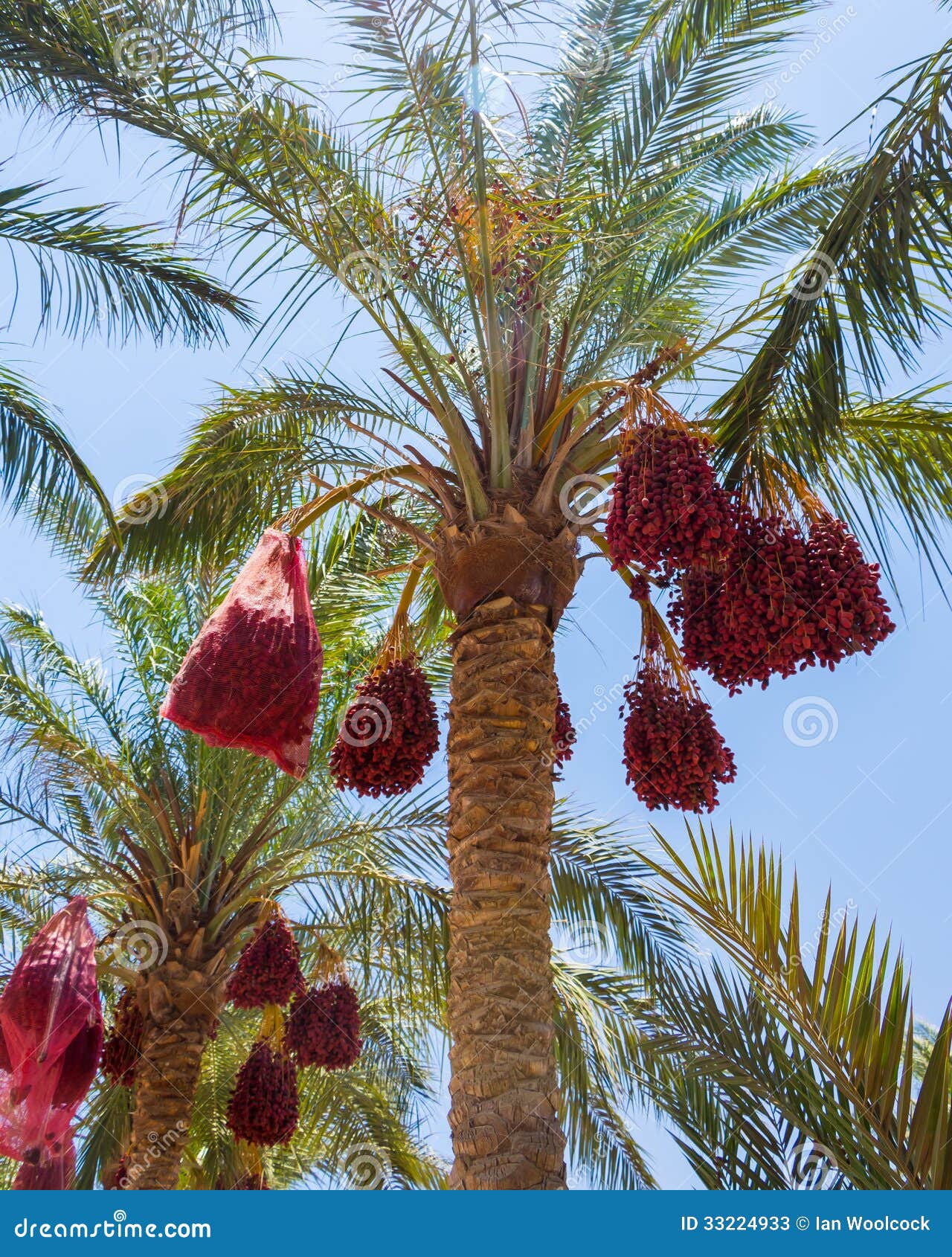 Date Palm Egypt stock image. Image of delicious, food - 33224933