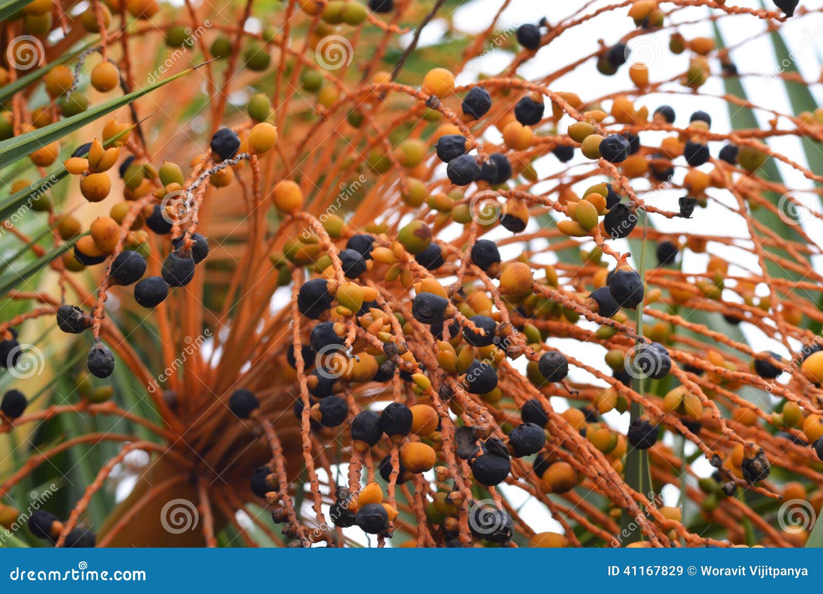Date Palm stock image. Image of plant, tropical, fruit - 41167829