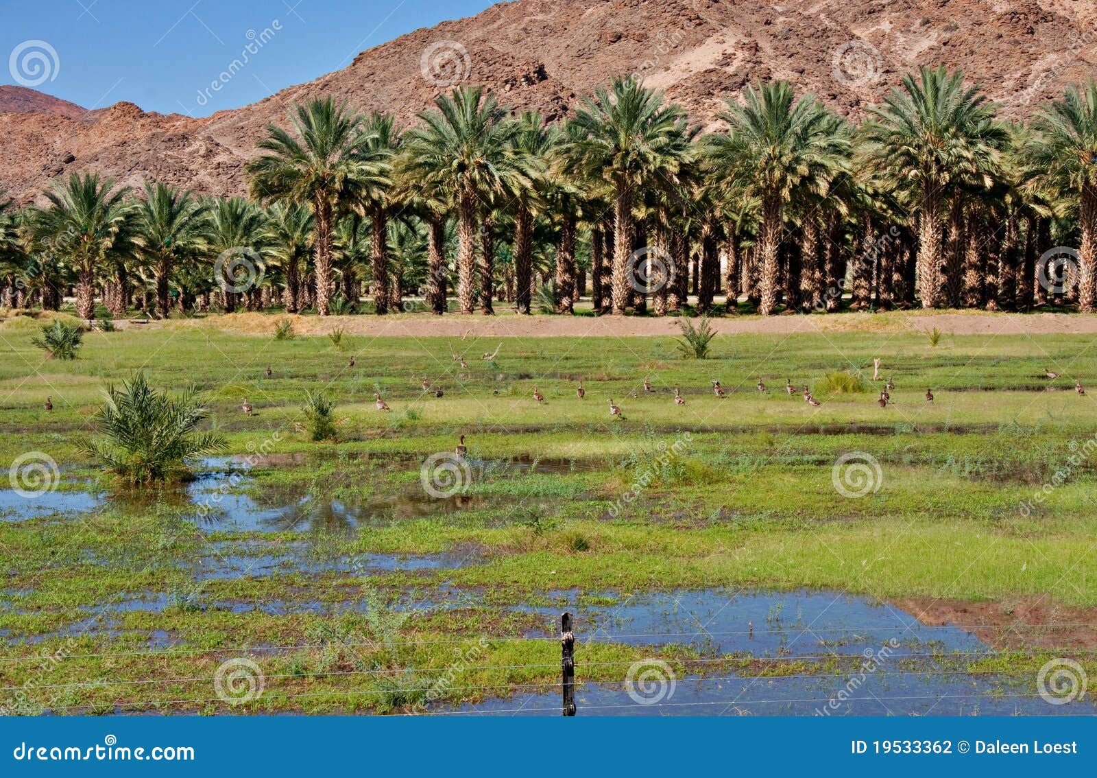 Date palm farm stock photo. Image of fruit, date, tropical - 19533362