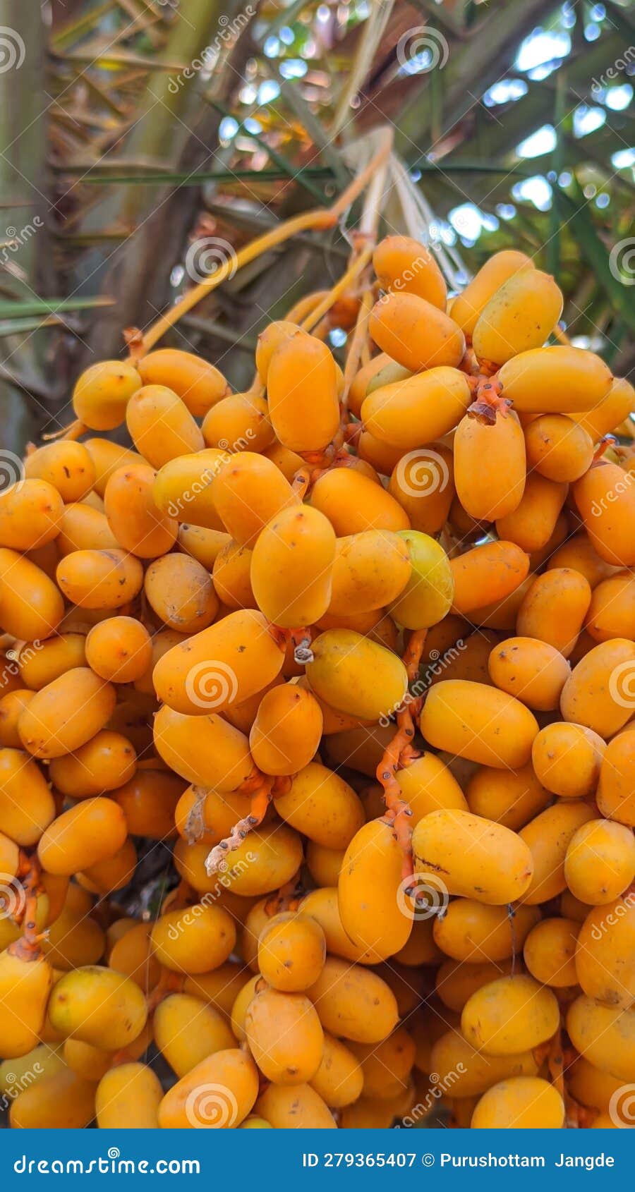 Date palm fruit images stock image. Image of imag, tomato - 279365407