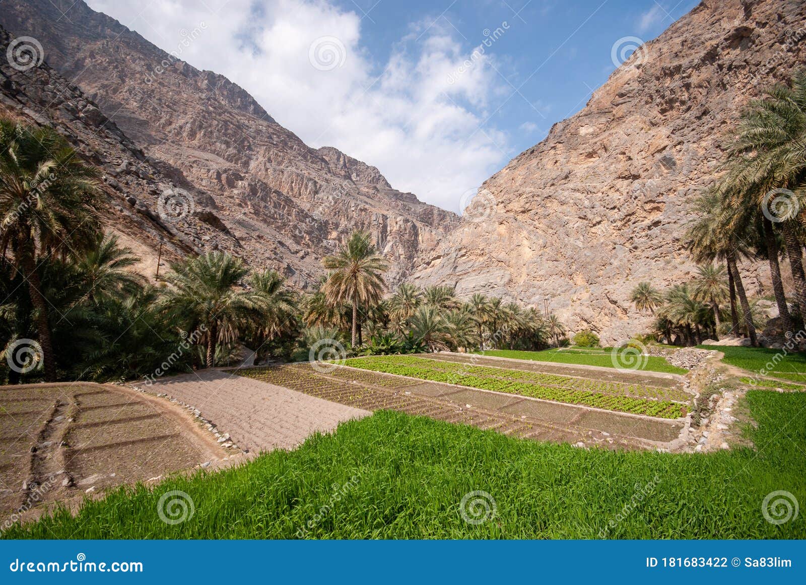 Date palms Oman stock photo. Image of arab, alabryeen - 181683422