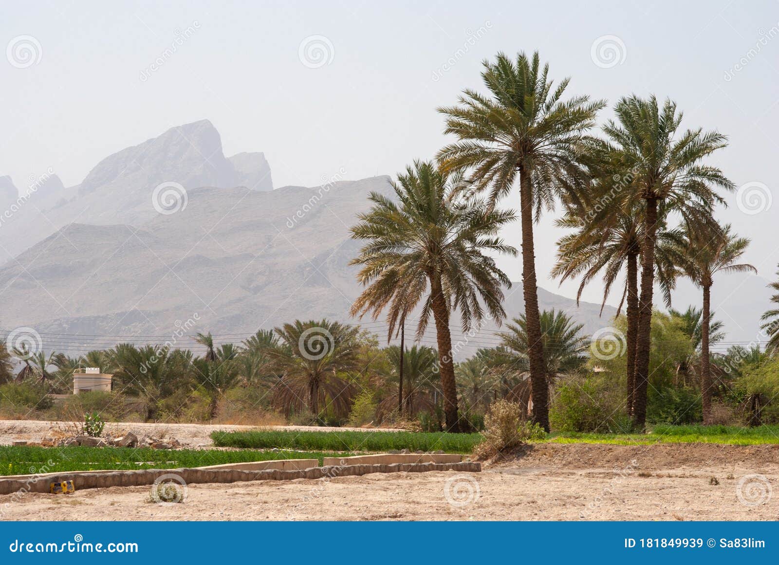 Date palms Oman stock image. Image of arab, shams, landscape - 181849939