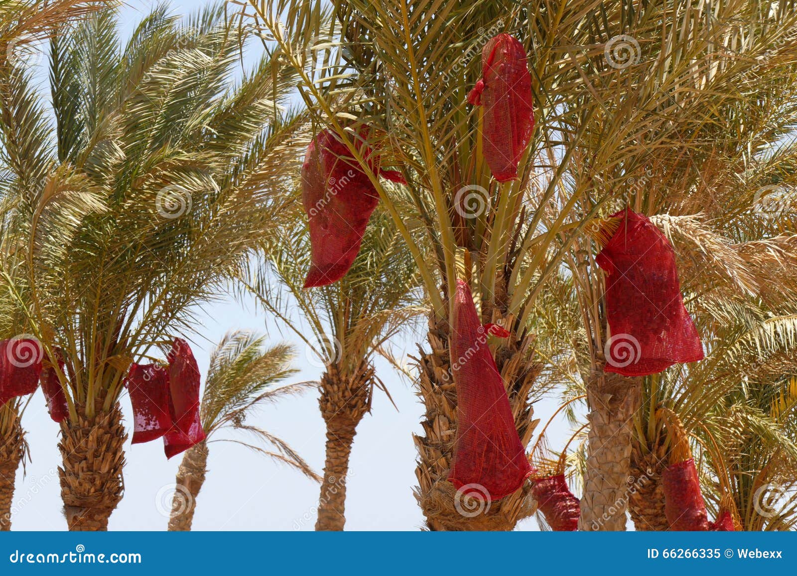 Date palm before harvest stock image. Image of fruity - 66266335
