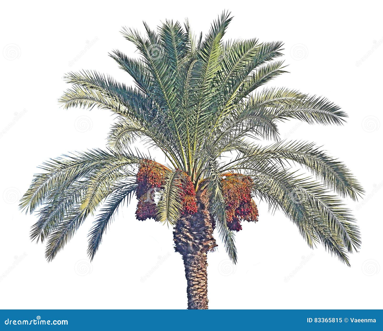 Date palm stock image. Image of palm, ornamental, trunk - 83365815
