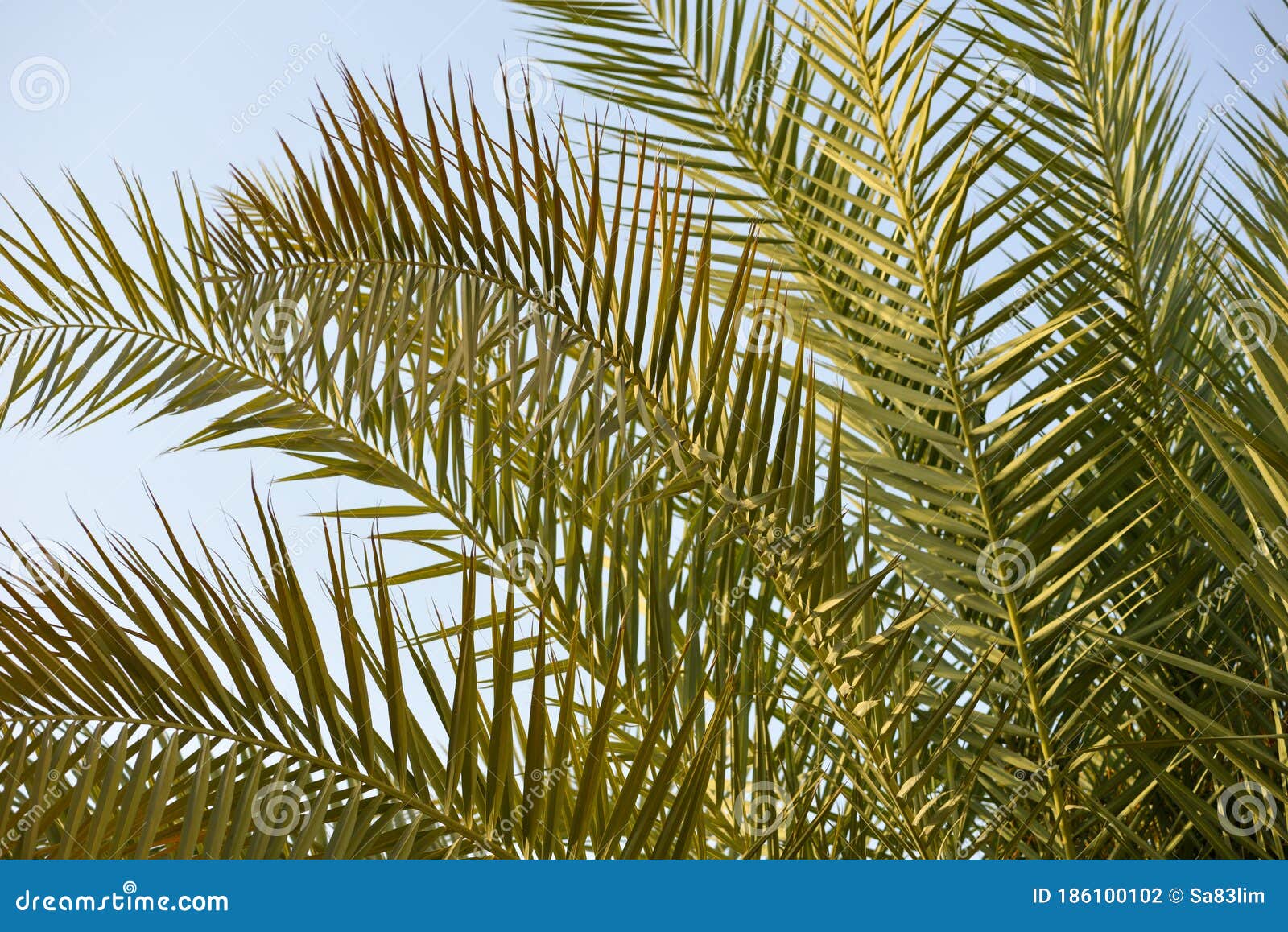Date palm leaves stock photo. Image of tree, palm, outdoor - 186100102