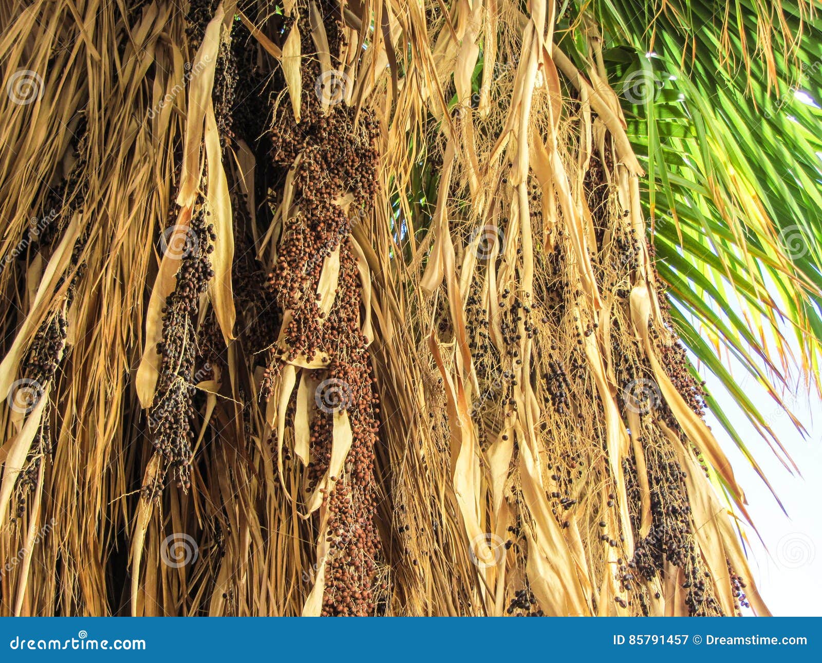 Date palm leaves dates stock image. Image of farming - 85791457
