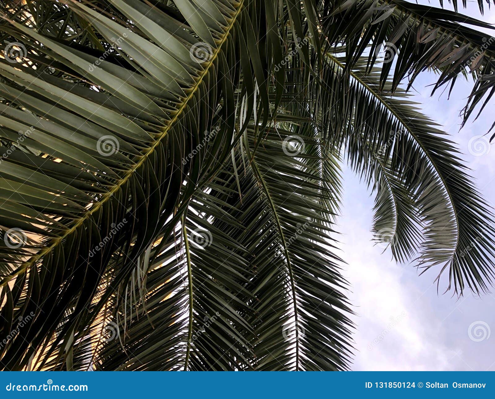 Date Palm. Leaves. Unique Photo. from Close Range Stock Photo - Image ...